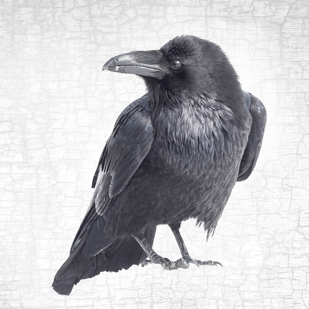 Raven Looks Back — Signed Fine Art Photograph by June Hunter, Raven ...