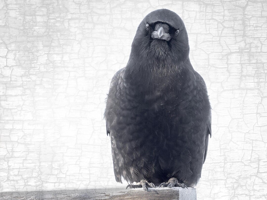 OUT ON A LIMB — A Crow Portrait With Antique Texture-signed Fine Art ...