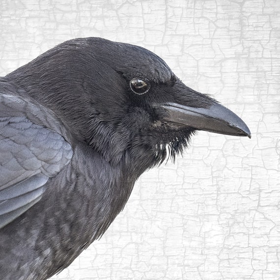 Crow Profile with Hipster Beard Signed Fine Art Photograph | Etsy