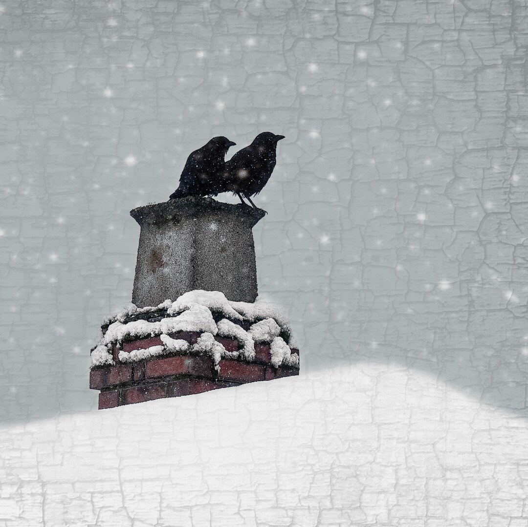 Winter Crows Fine Art Photograph – Signed Black and White Portrait - Etsy