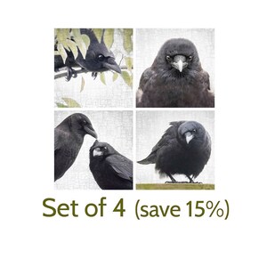 Winter Watcher Crows - Signed Fine Art Photograph by June Hunter, Black ...