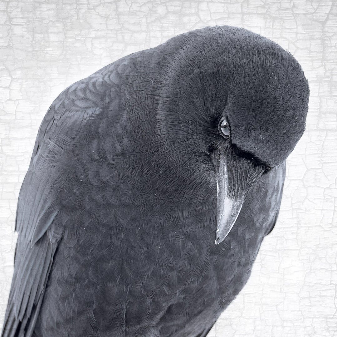 CROW OF DISCERNMENT — A Crow Portrait With Antique Texture-signed Fine ...