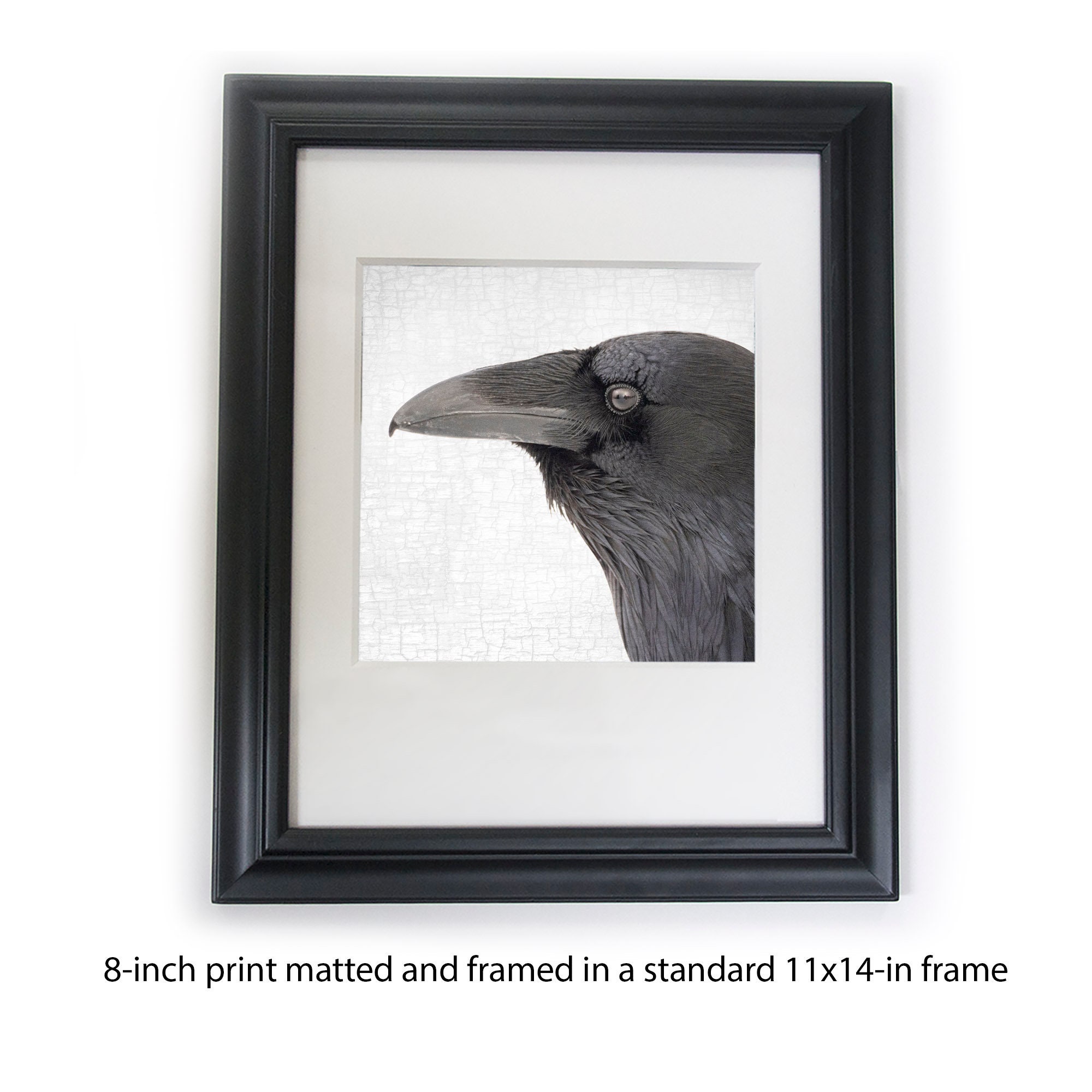 Raven Beauty - Signed Fine Art Photograph by June Hunter, Black and ...