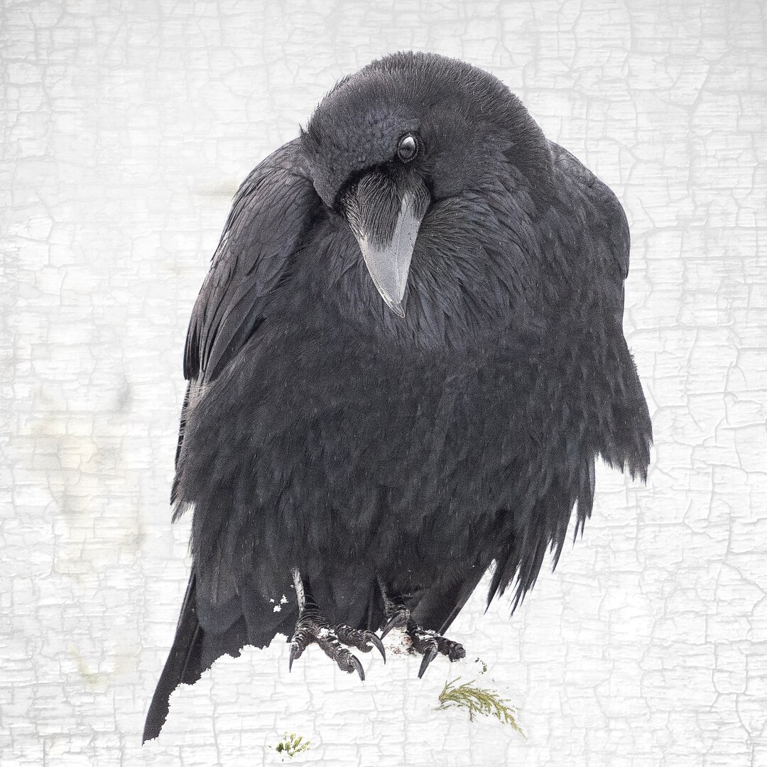 Contemplation - A Raven Portrait, Signed Fine Art Photograph by June ...
