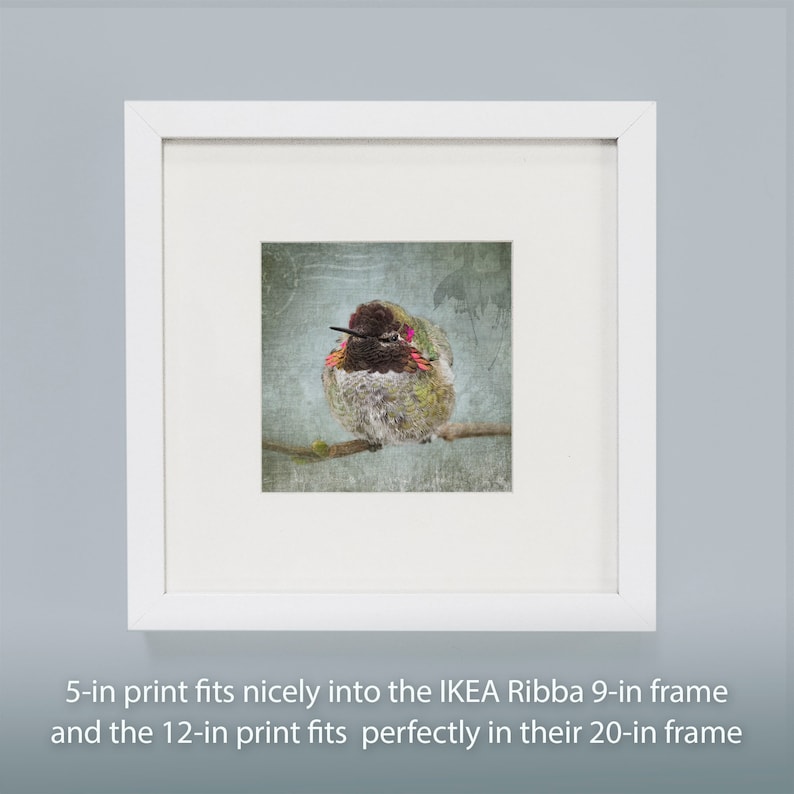 Anna's Hummingbird — Bird Print by June Hunter, Layered Collage of ...