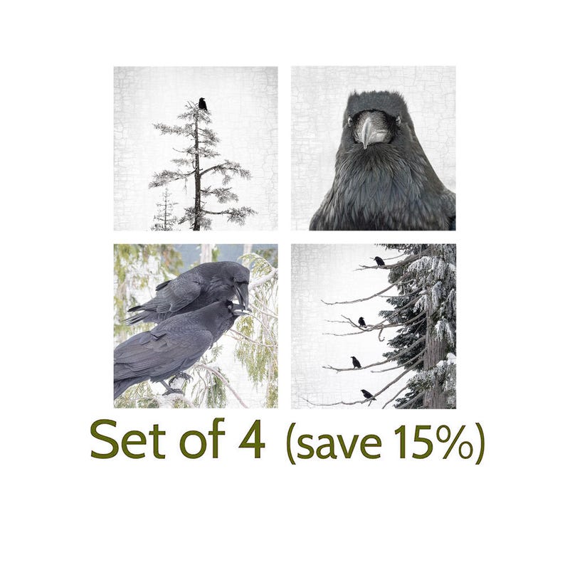 ELBOWS UP! RAVEN Signed Fine Art Photograph by June Hunter, Black and ...