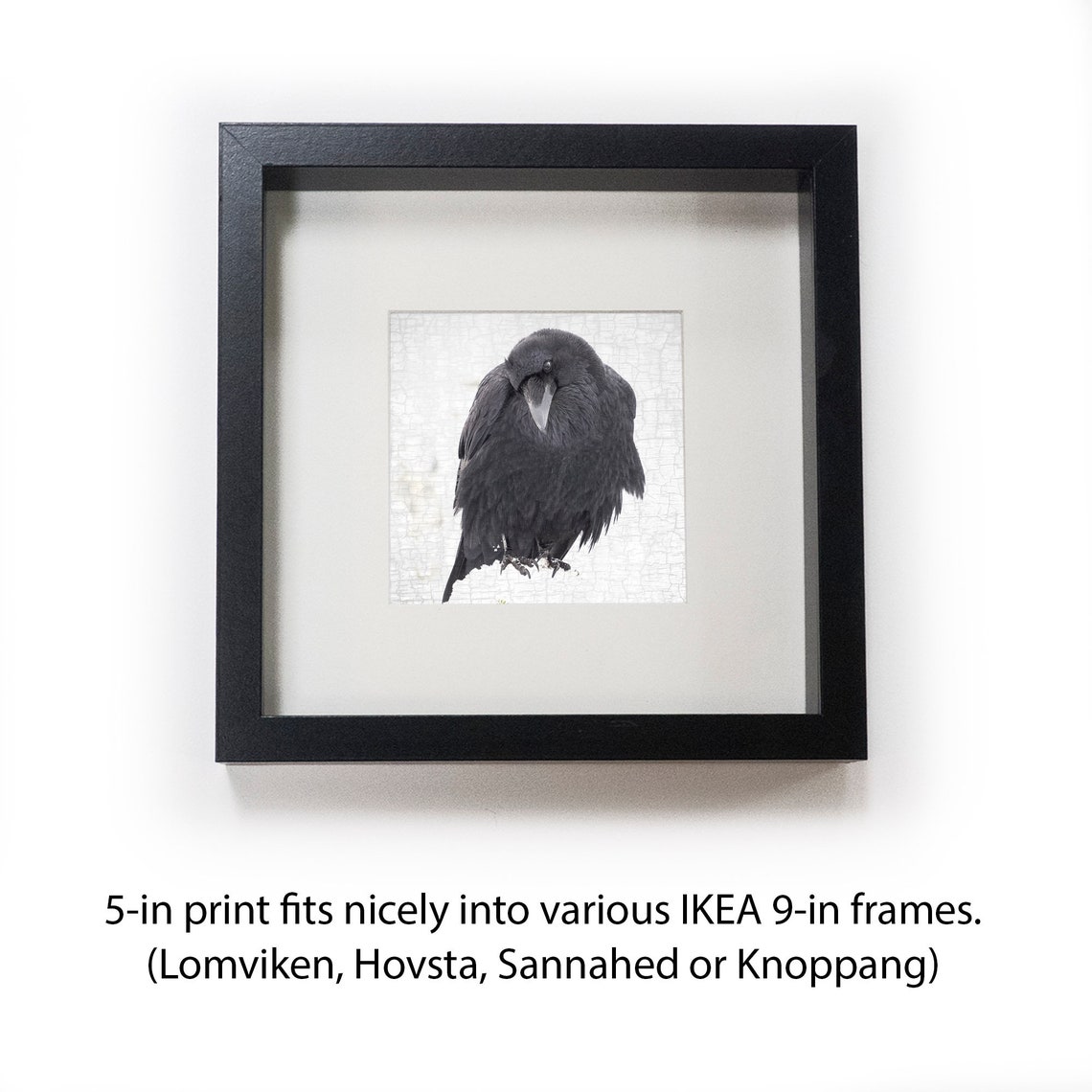 Contemplation - A Raven Portrait, Signed Fine Art Photograph by June ...
