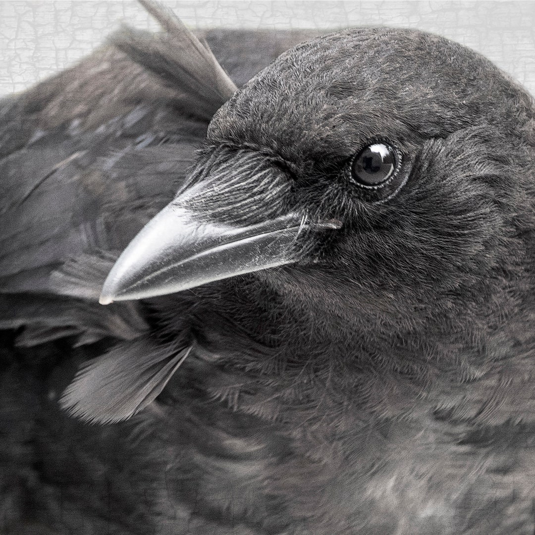 First Summer — A Crow Fledgling - Signed Fine Art Crow Photograph by ...