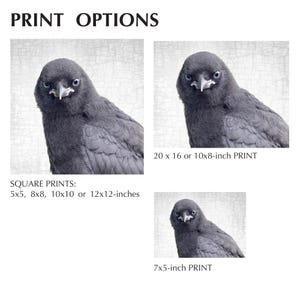 PRECOCIOUS, a Fledgling Crow Portrait With Antique Texture-signed Fine ...