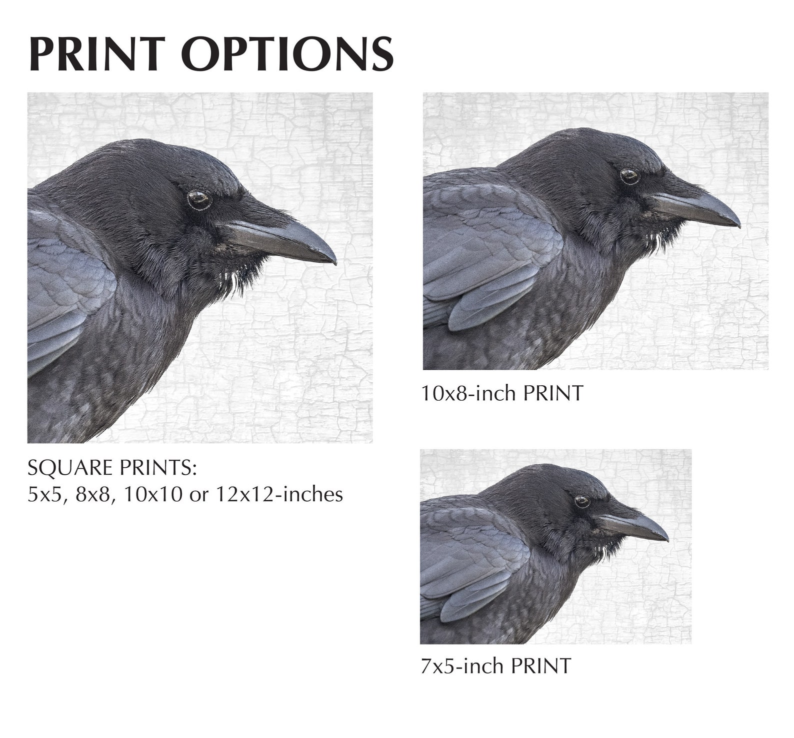 Crow Profile with Hipster Beard Signed Fine Art Photograph | Etsy