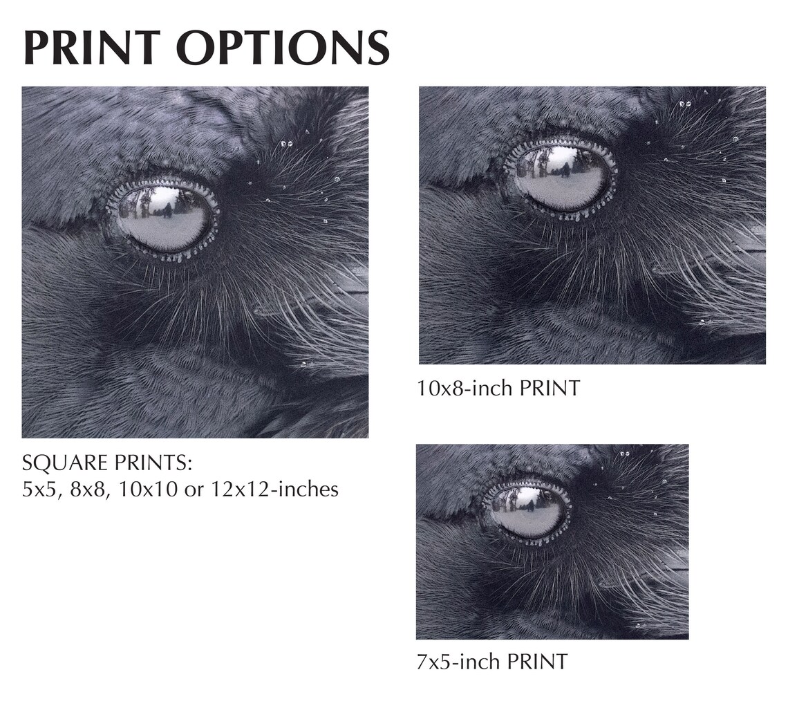 In the Eye of a Raven Detailed Close up With Artist | Etsy Canada