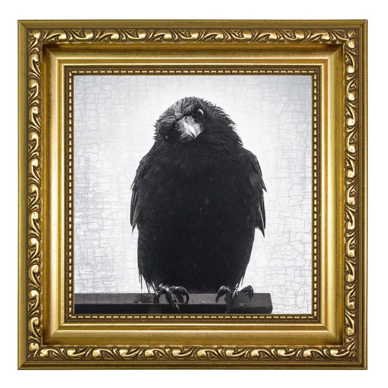 Philosopher Crow Signed Fine Art Photograph by June Hunter | Etsy Canada