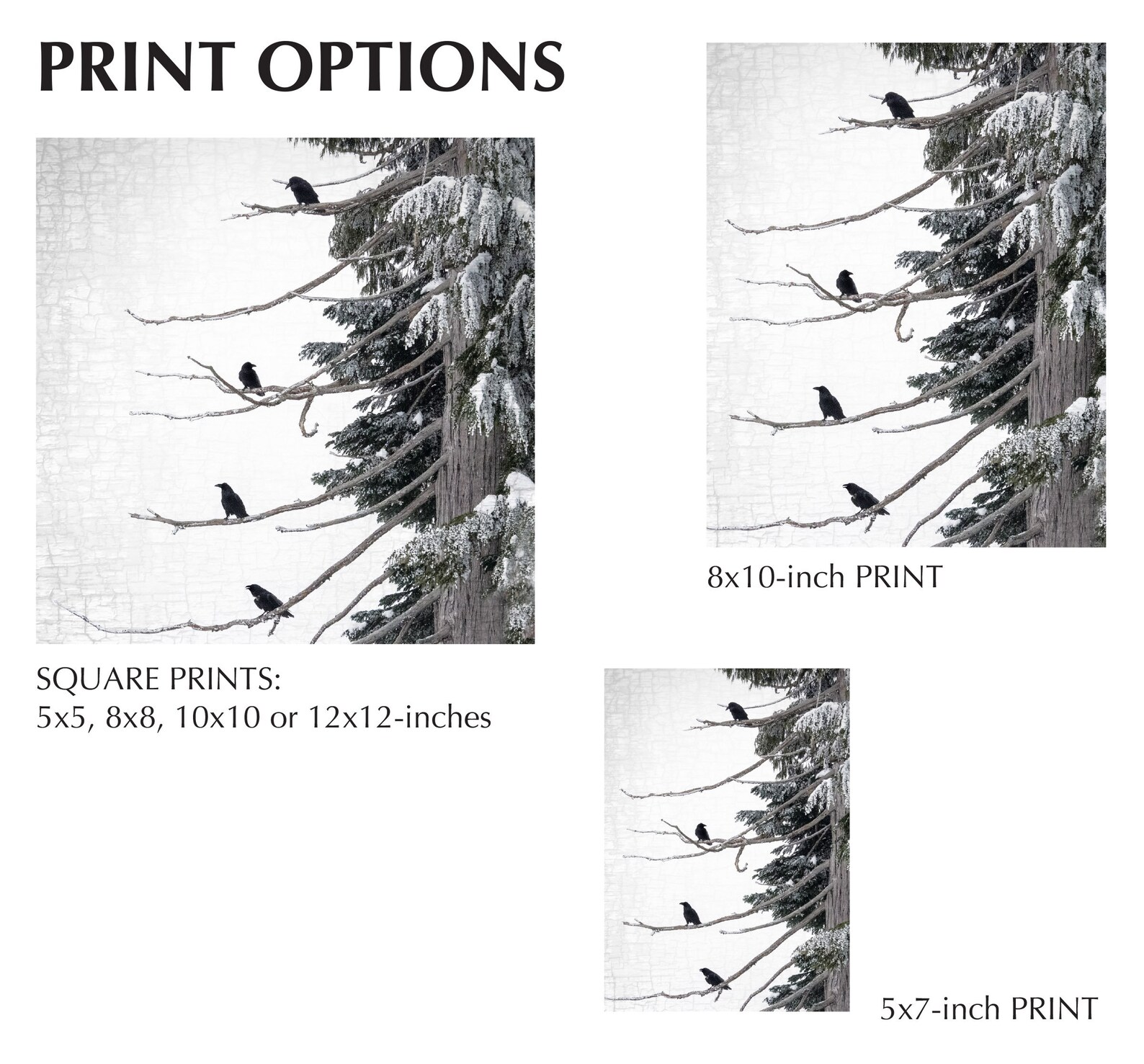 Four Ravens on Four Branches Signed Fine Art Photograph by | Etsy