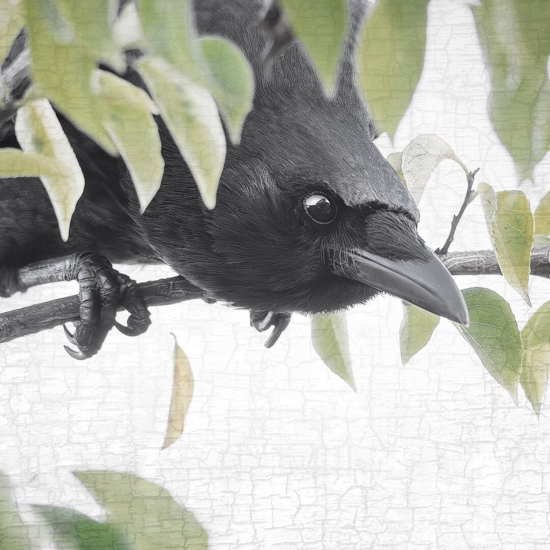 SECRET CROW — Crow Portrait With Antique Texture-signed Fine Art ...