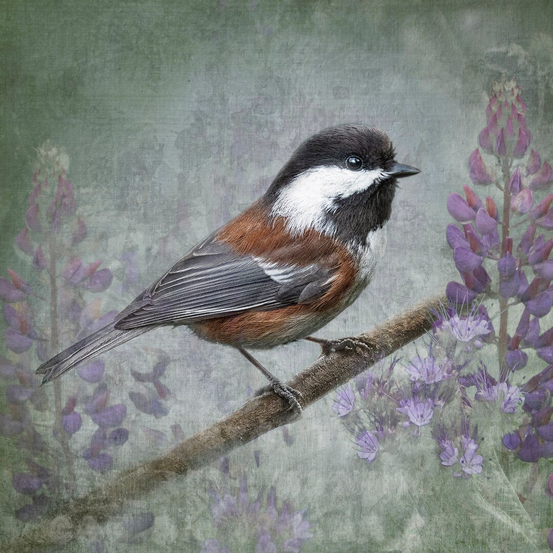 Chestnut Backed Chickadee — Bird Print by June Hunter, Layered Collage ...