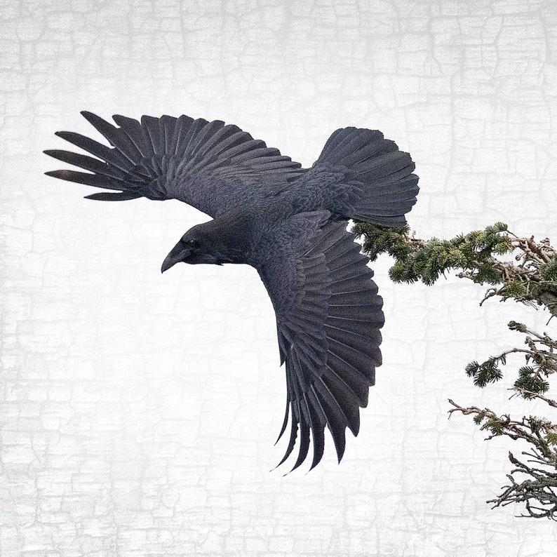 Raven Wings Signed Fine Art Photograph by June Hunter Black | Etsy