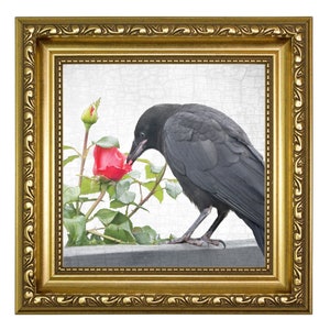 ROSE GARDEN CROW, A Fledgling Crow Portrait With Antique Texture-signed ...