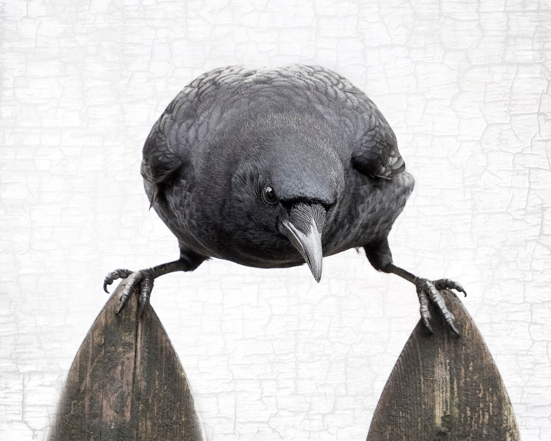 BALANCE - Signed Fine Art Photograph by June Hunter, Crow Portrait ...