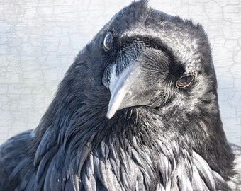 Contemplation A Raven Portrait, Signed Fine Art Photograph by June ...