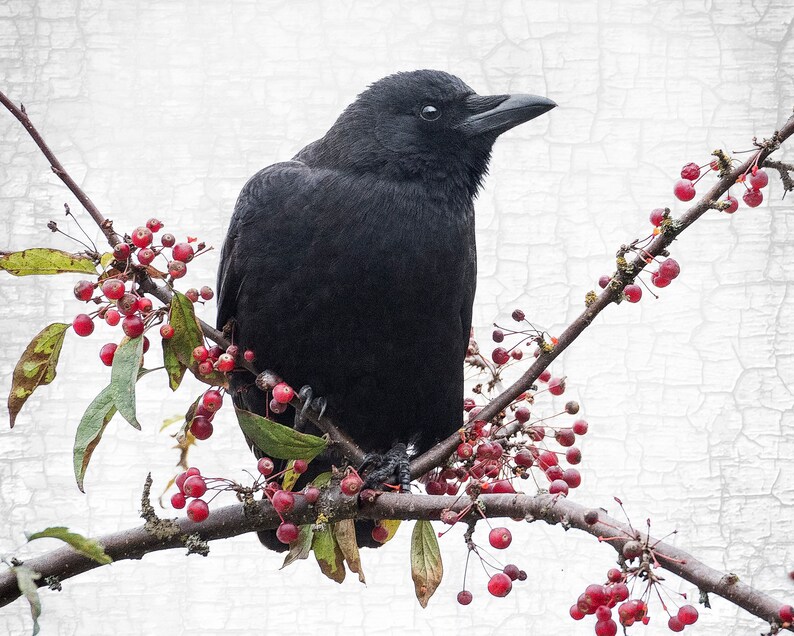 Berry Happy Crow Signed Fine Art Photograph by June Hunter - Etsy Canada