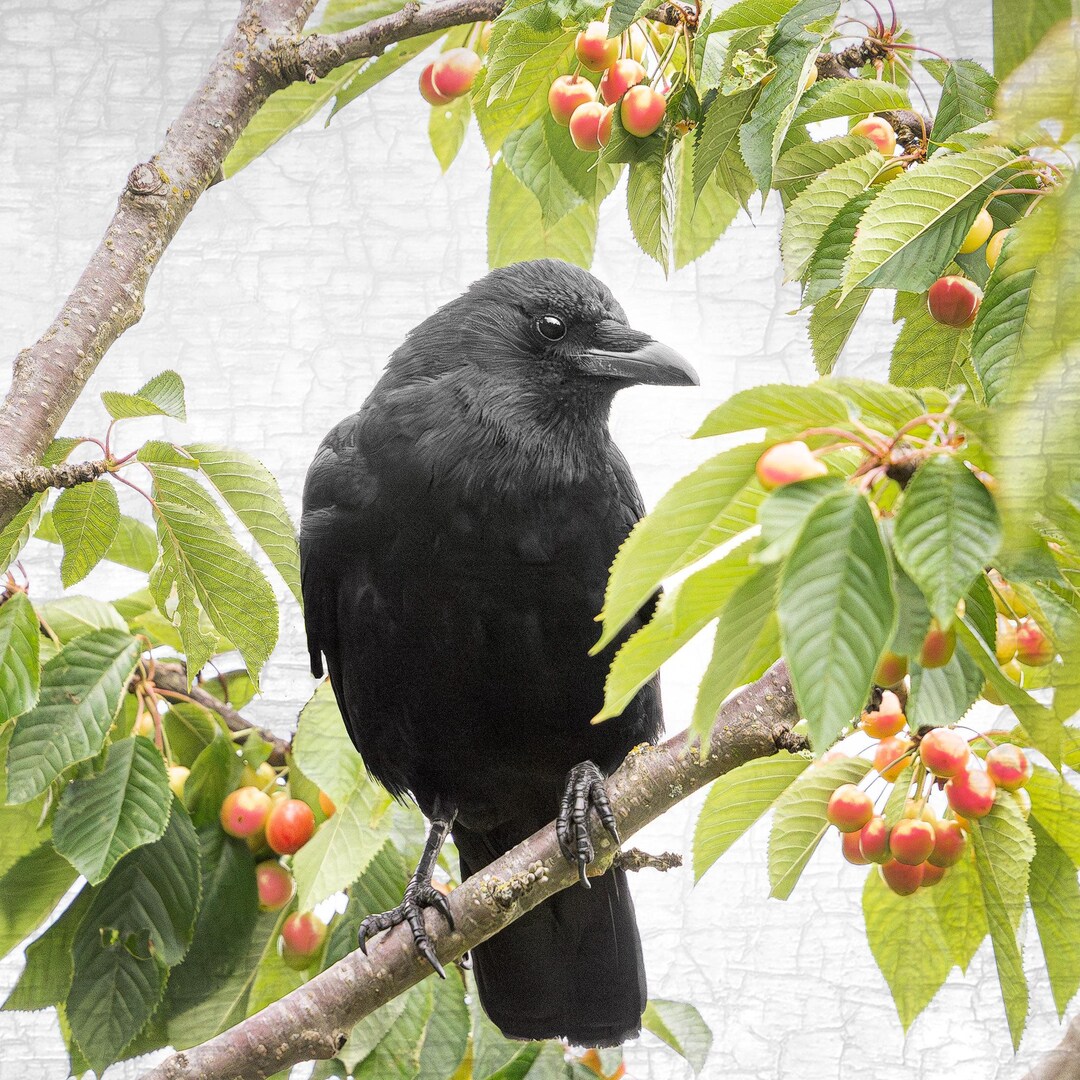 Cherry Crow - Signed Fine Art Photograph by June Hunter, Personality ...