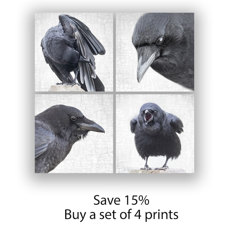 Philosopher Crow Signed Fine Art Photograph by June Hunter | Etsy Canada
