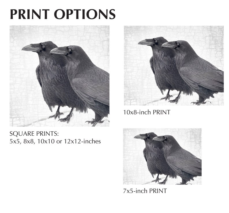 Raven Couple - Signed Fine Art Photograph by June Hunter, Black and ...