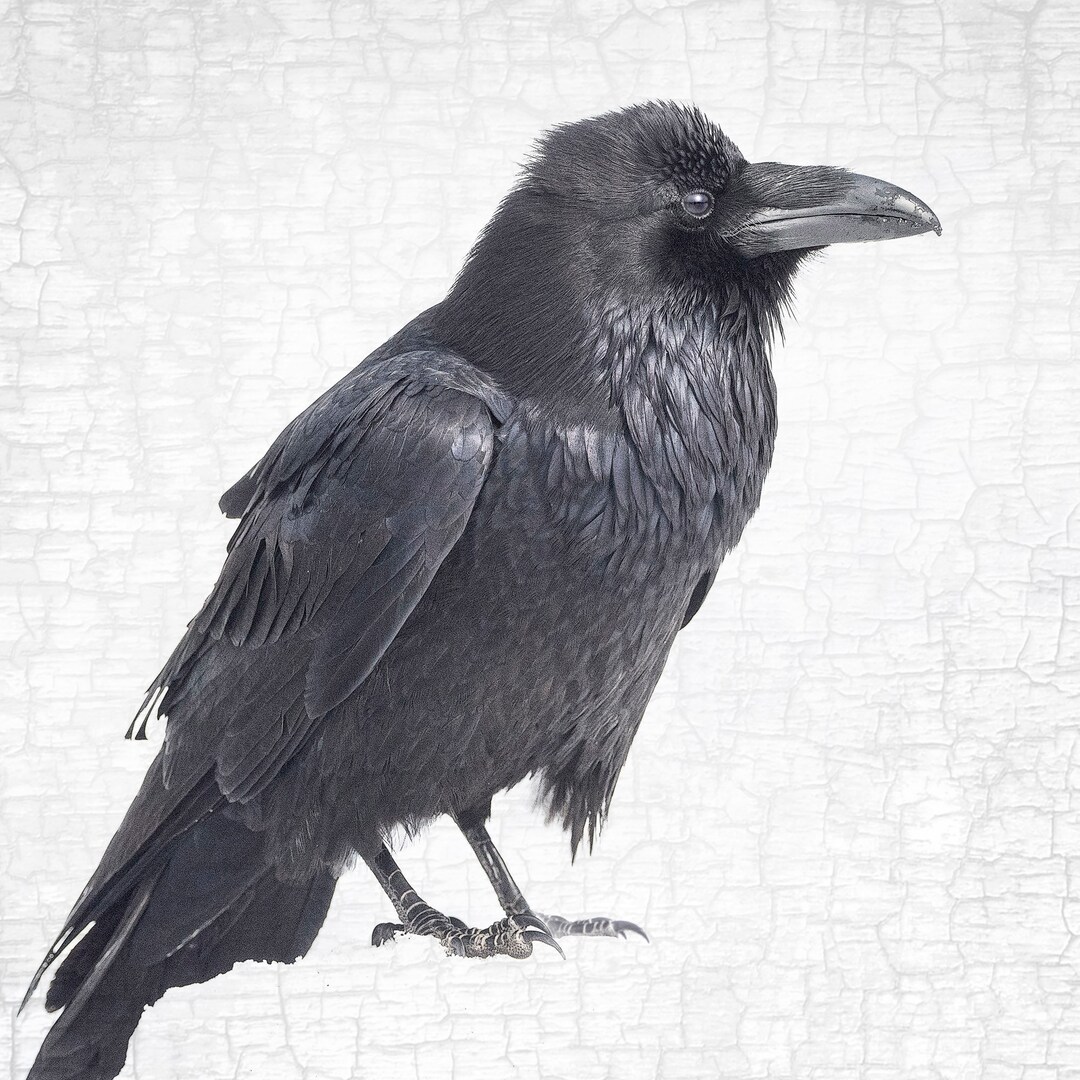 Raven Patience — Signed Fine Art Photograph by June Hunter, Raven ...