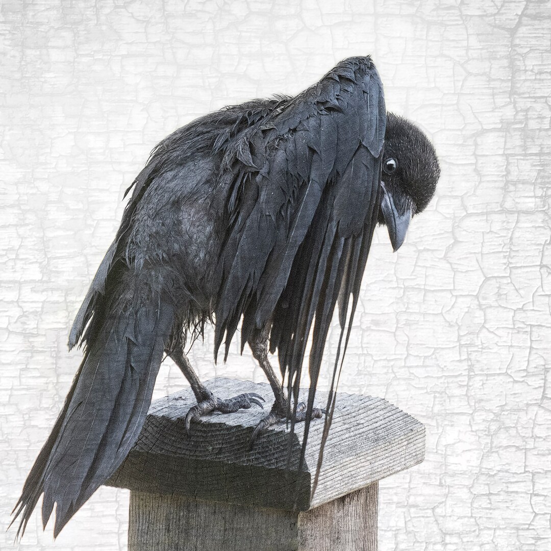 Bedraggled Crow Fledgling - Signed Fine Art Crow Photograph by June ...
