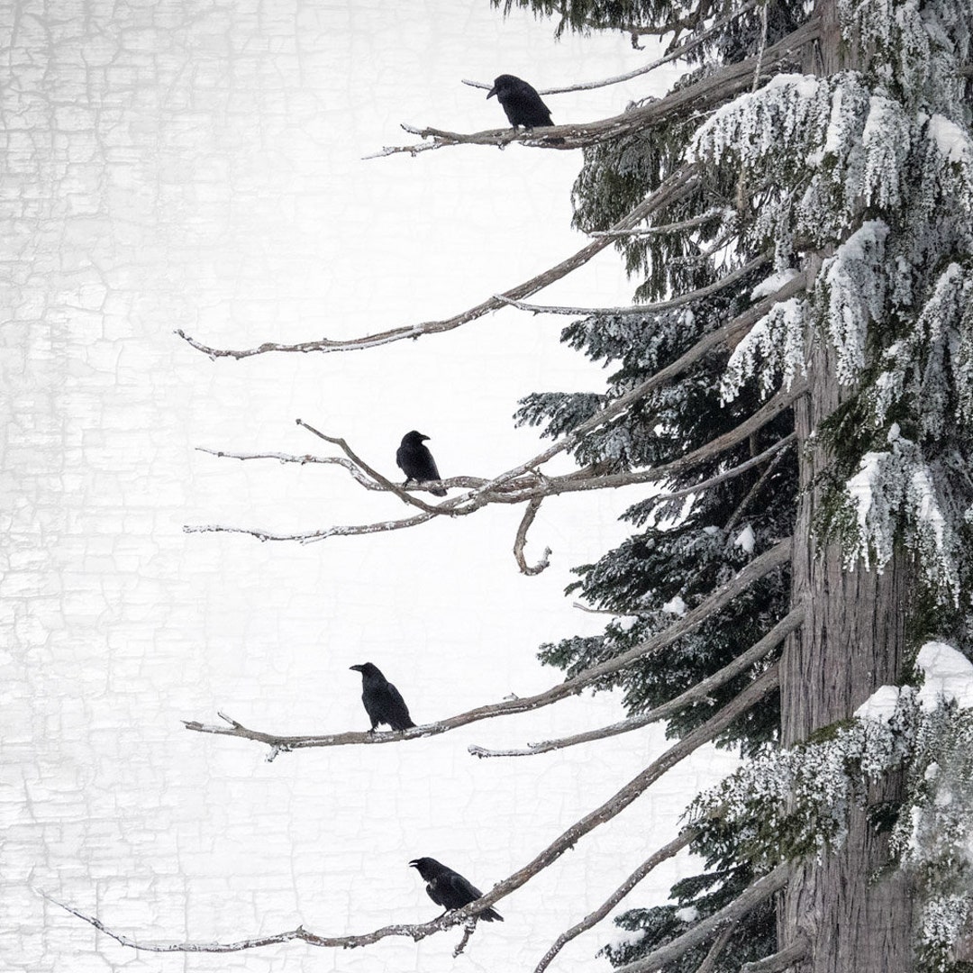 Four Ravens on Four Branches, Signed Fine Art Photograph by June Hunter ...