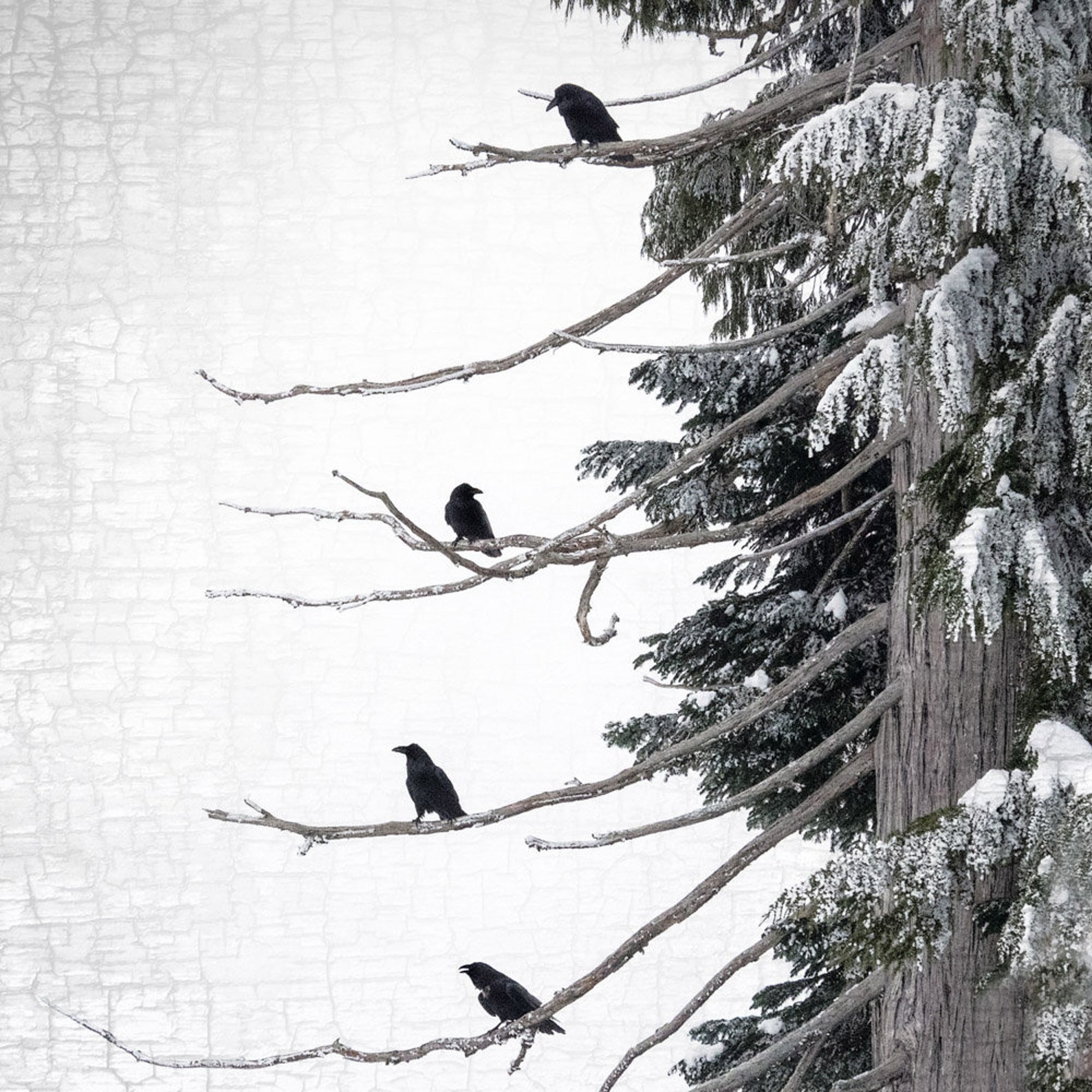 Four Ravens on Four Branches Signed Fine Art Photograph by | Etsy