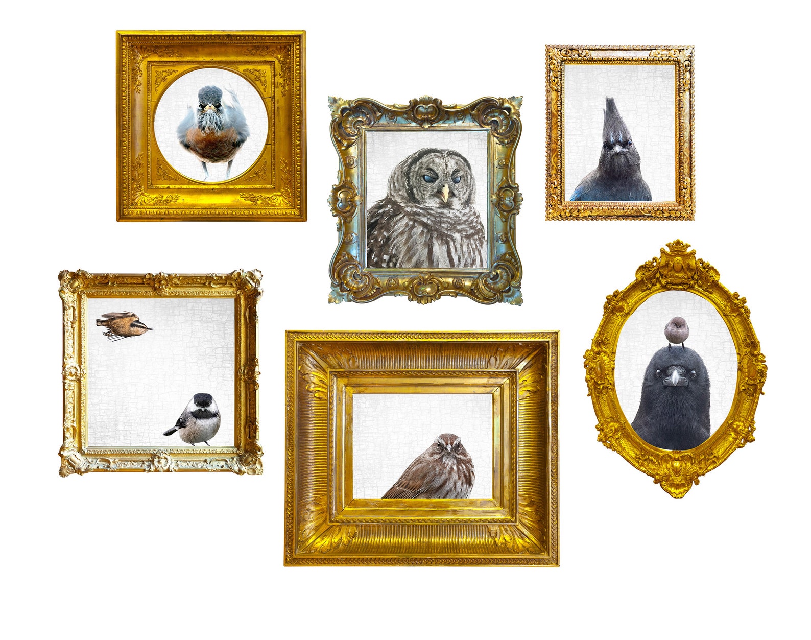 The Crow and Bushtit of Judgment Signed Fine Art Photo - Etsy