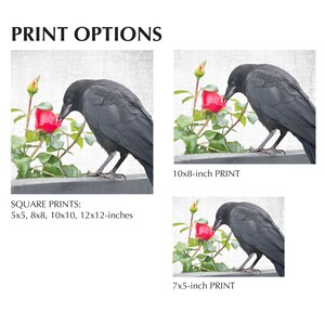 ROSE GARDEN CROW, A Fledgling Crow Portrait With Antique Texture-signed ...