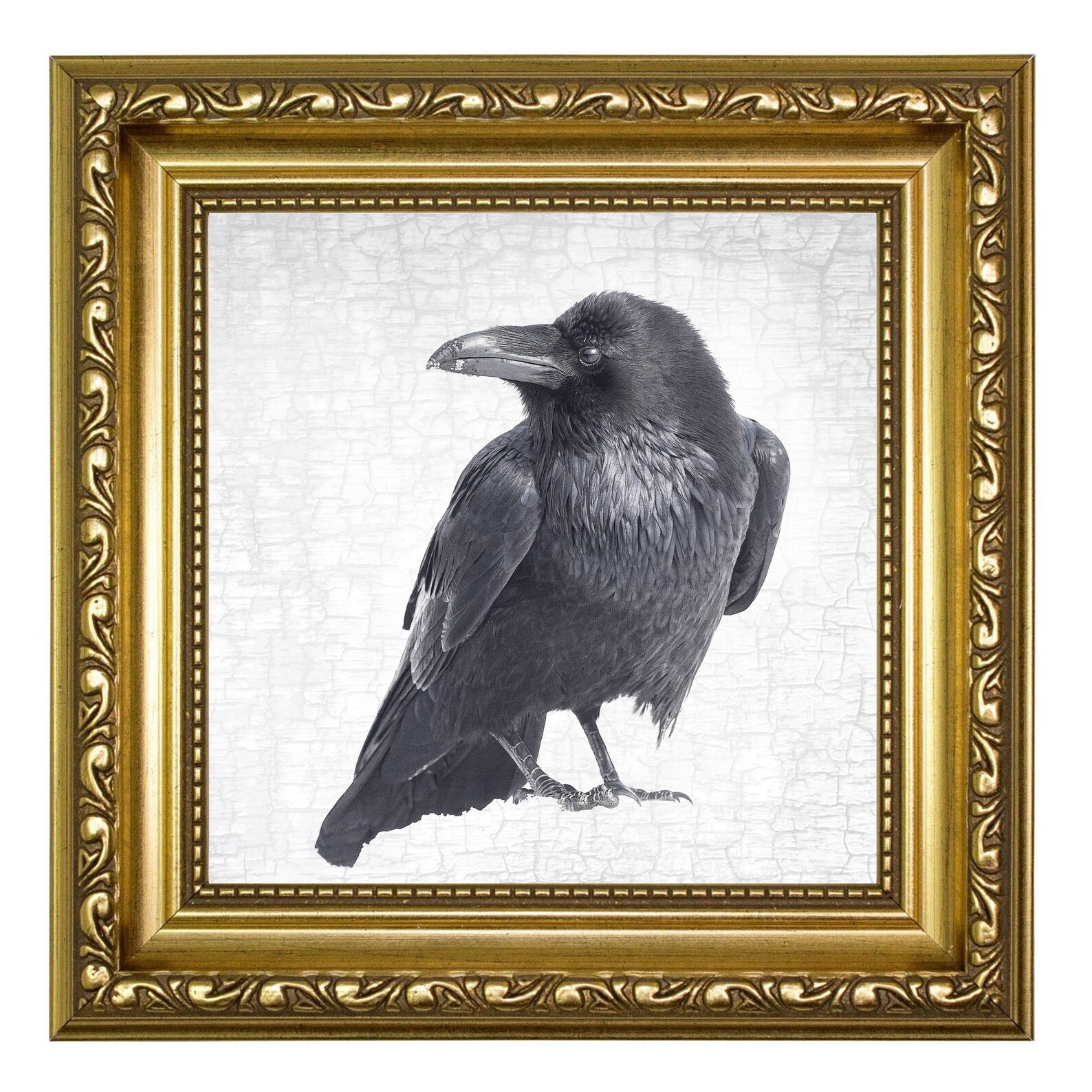 Raven Looks Back — Signed Fine Art Photograph by June Hunter, Raven ...