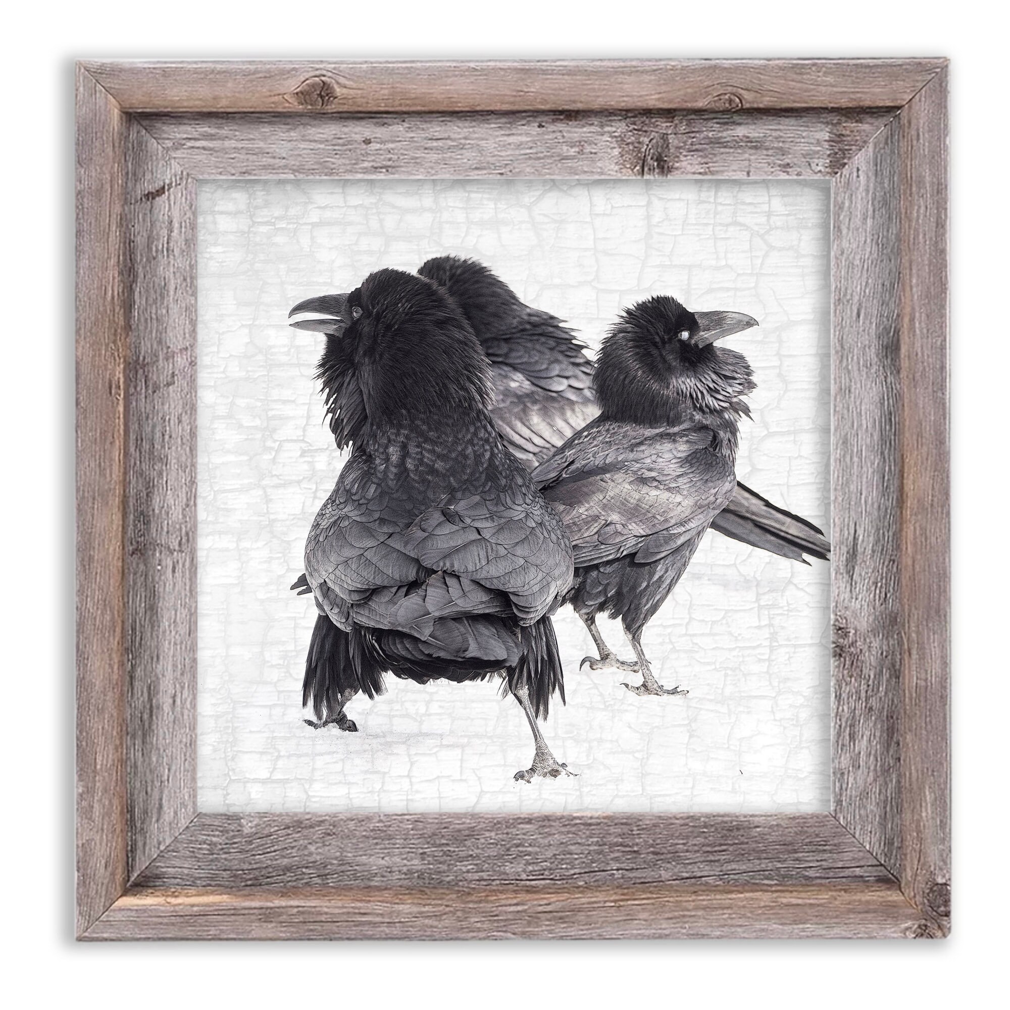 Raven Dance Part Two - Signed Fine Art Photograph by June Hunter, Raven ...