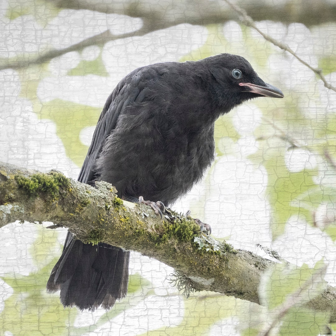 Fledgling Crow Art Photograph, Antique Texture, Signed Print - Etsy