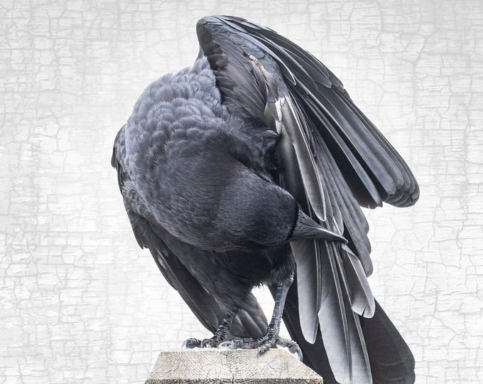 junehunter | Etsy Canada