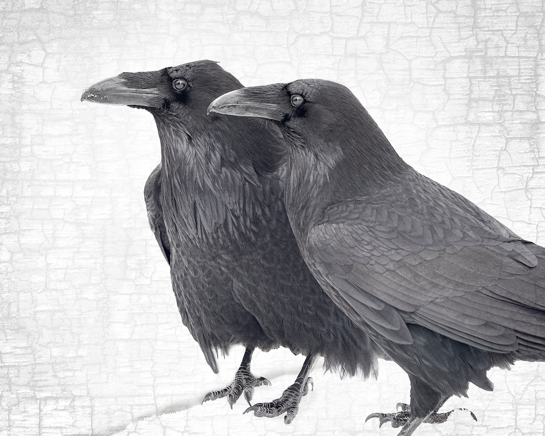 Raven Couple - Signed Fine Art Photograph by June Hunter, Black and ...