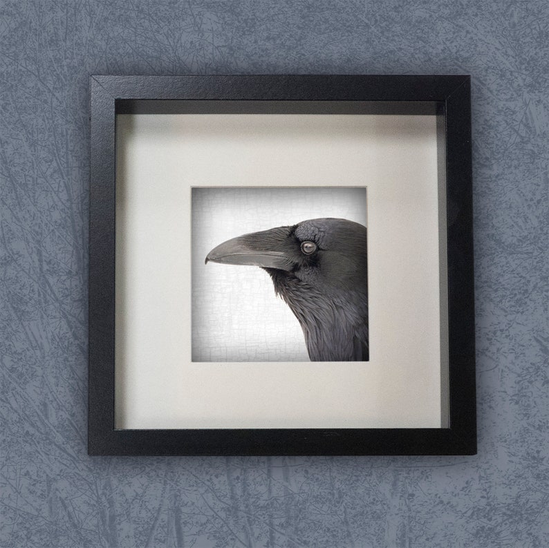 Raven Beauty - Signed Fine Art Photograph by June Hunter, Black and ...