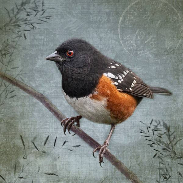 Towhee - Etsy