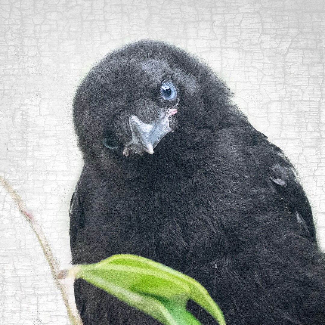 FIRST LOOK, a Fledgling Crow Portrait With Antique Texture-signed Fine ...