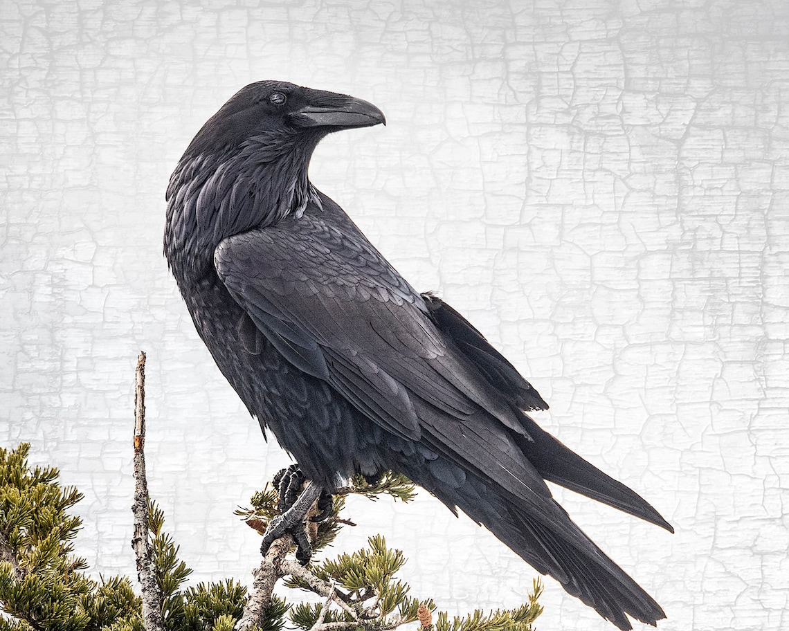 Raven's Eye View Signed Fine Art Photograph by June | Etsy