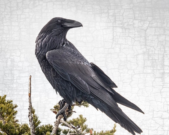 Raven's Eye View Signed Fine Art Photograph by June | Etsy