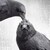 PHILOSOPHER CROW Signed Fine Art Photograph by June Hunter, Crow ...