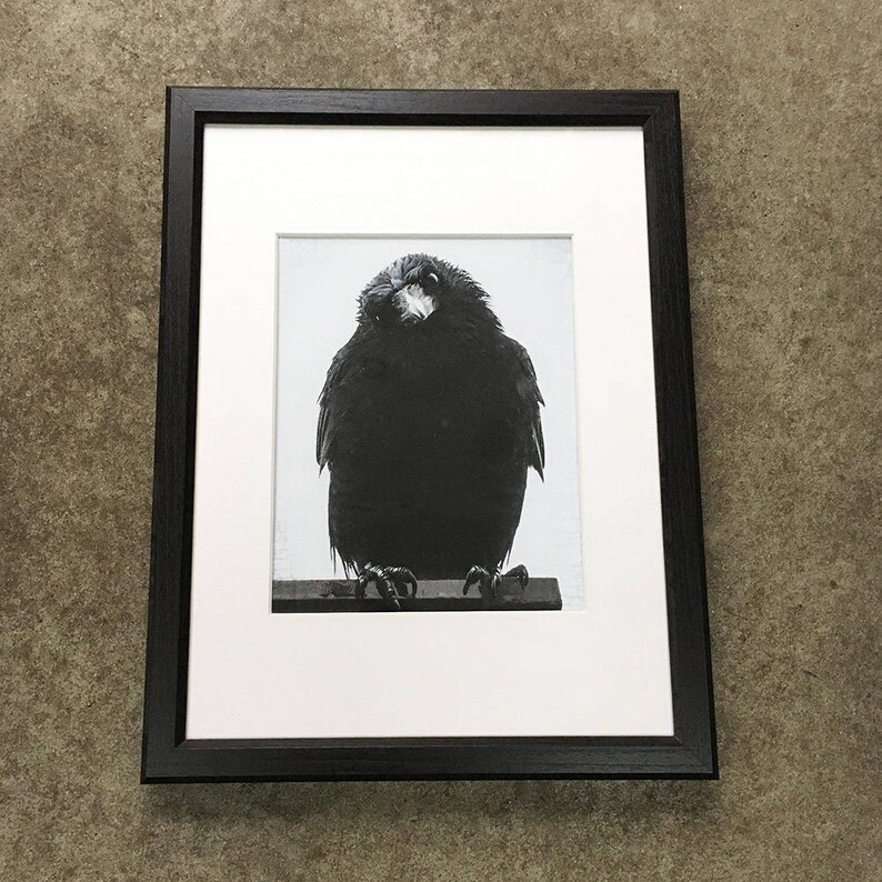 Philosopher Crow Signed Fine Art Photograph by June Hunter | Etsy Canada