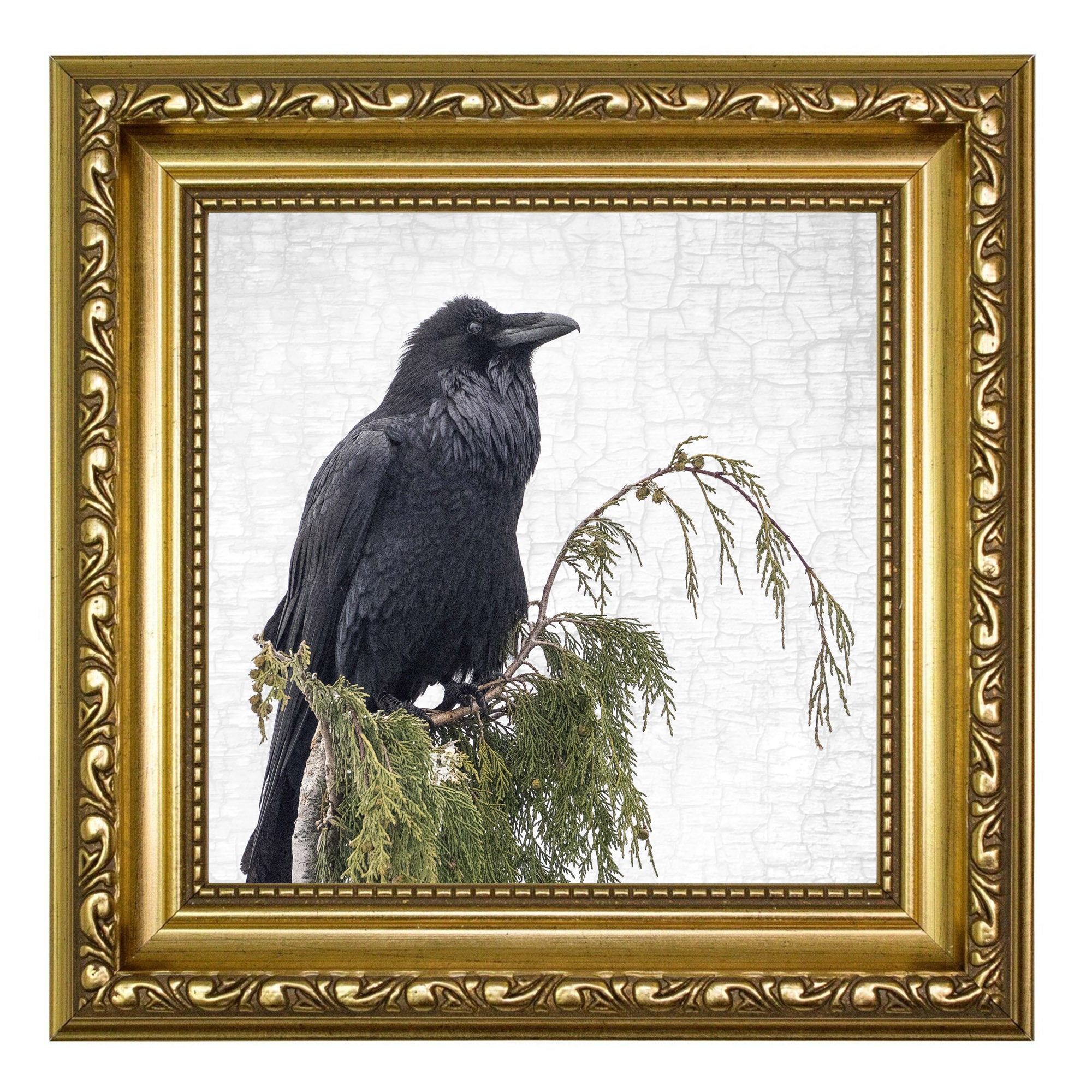 RAVEN'S EYE VIEW - Signed Fine Art Photograph by June Hunter, Raven ...