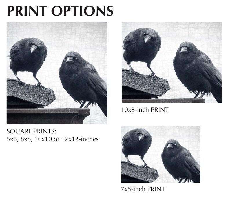 Judgmental Crows Fine Art Photograph, Signed Bird Print - Etsy