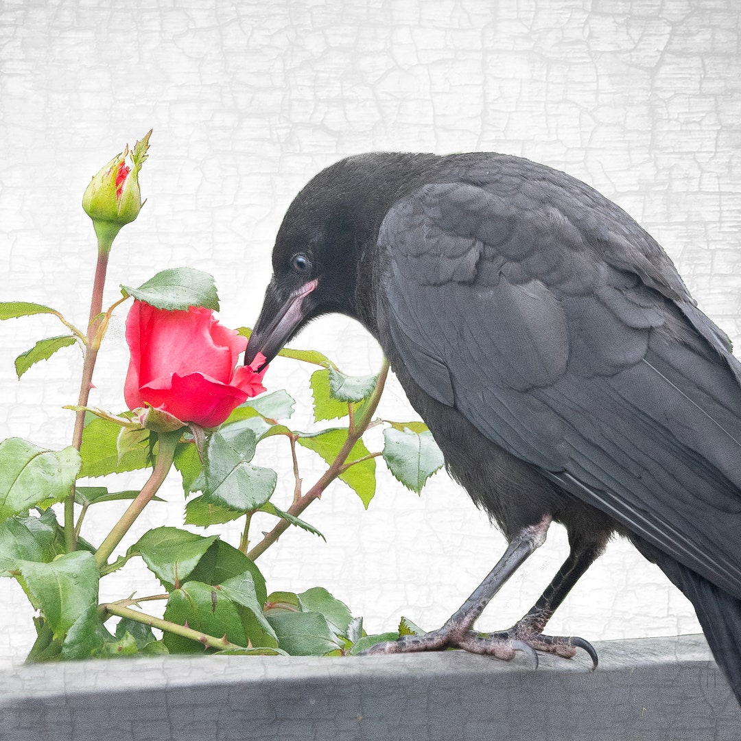 ROSE GARDEN CROW, A Fledgling Crow Portrait With Antique Texture-signed ...
