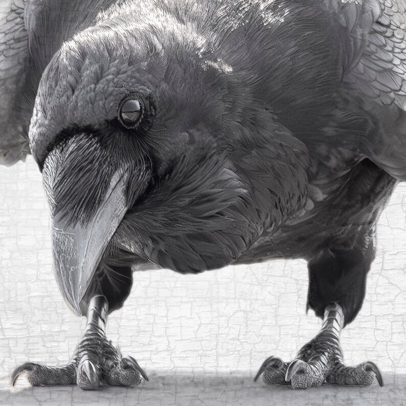 QUOTH THE RAVEN Nevermore - Signed Fine Art Photograph by June Hunter ...