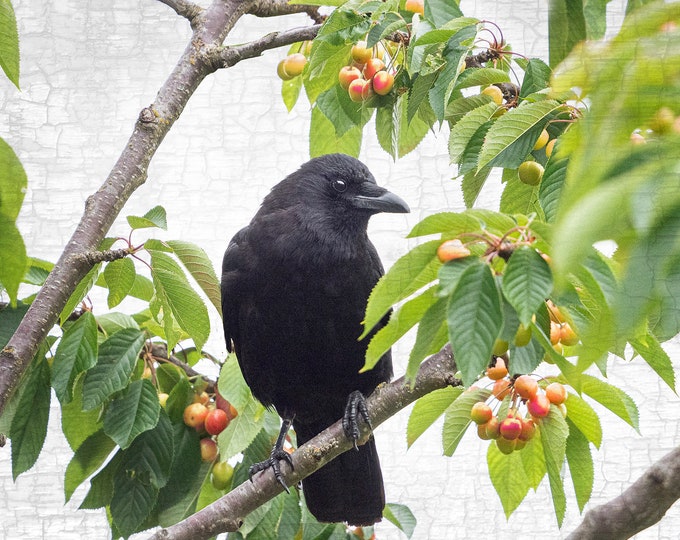 junehunter | Etsy Canada